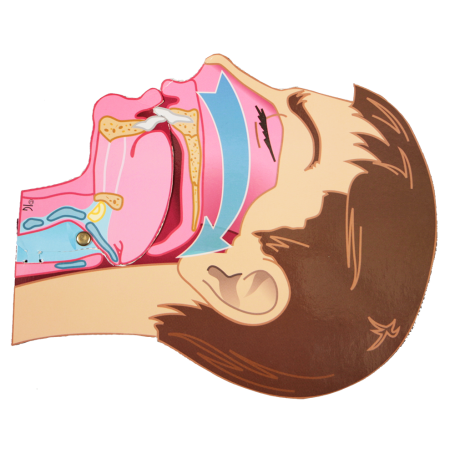 LA TETE ARTICULEE - L.V.A.