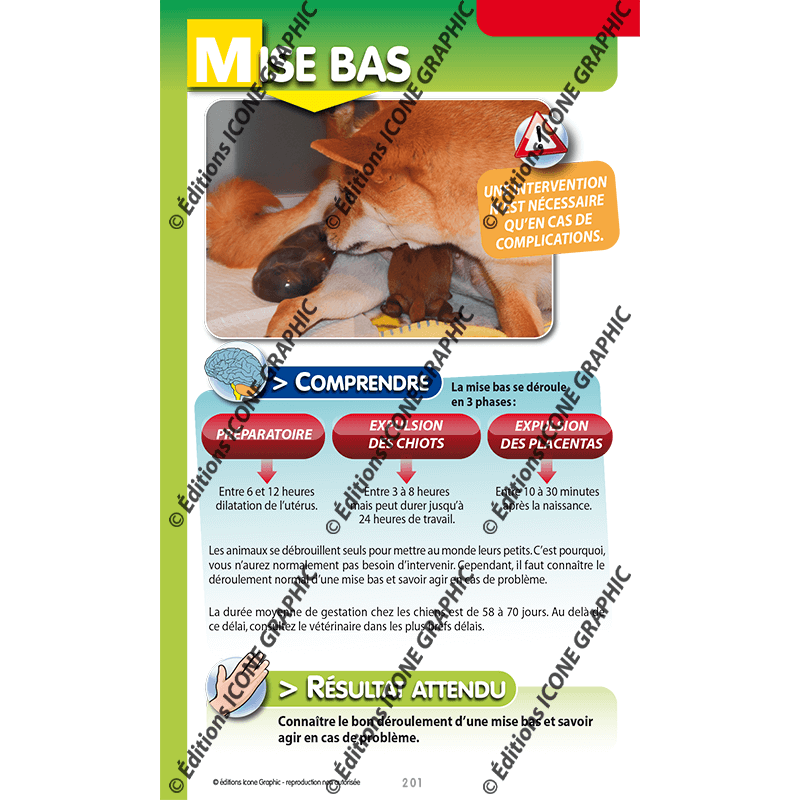 LE GUIDE PRATIQUE : 1ERS SECOURS POUR MON CHIEN